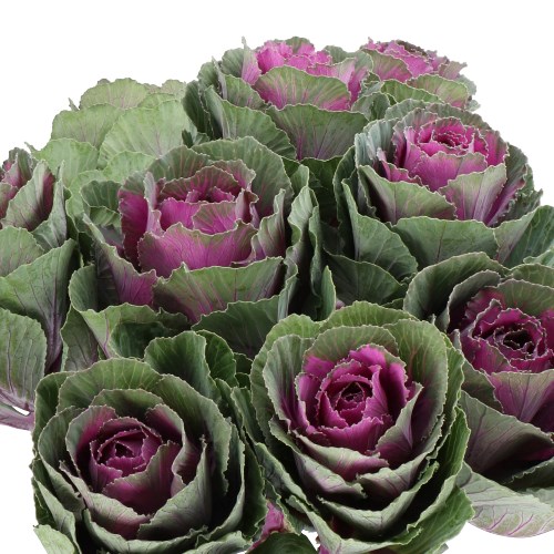 BRASSICA RUBY CRANE 70cm | Wholesale Dutch Flowers & Florist Supplies UK