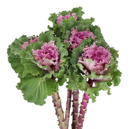 BRASSICA RUFFLE PINK 60cm | Wholesale Dutch Flowers & Florist Supplies UK