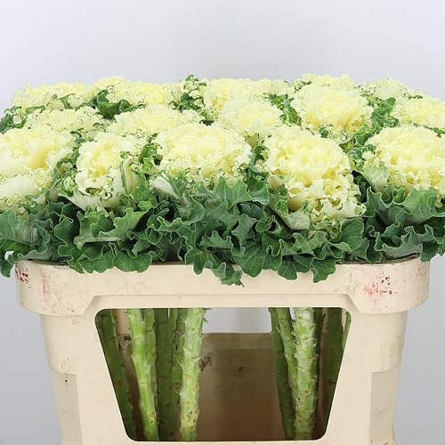 BRASSICA RUFFLE WHITE 60cm | Wholesale Dutch Flowers & Florist Supplies UK