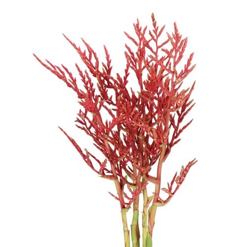 BROMELIA GUZMANIA RED PALOMA 90cm | Wholesale Dutch Flowers & Florist ...