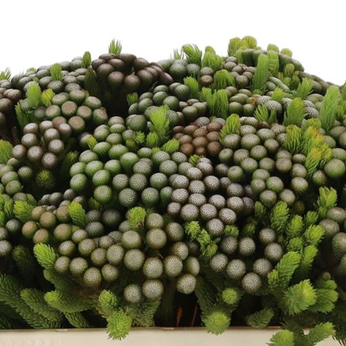 BRUNIA ALBIFLORA SMALL 70cm | Wholesale Dutch Flowers & Florist Supplies UK