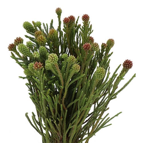 BRUNIA CLUSTERSTAR 50cm | Wholesale Dutch Flowers & Florist Supplies UK