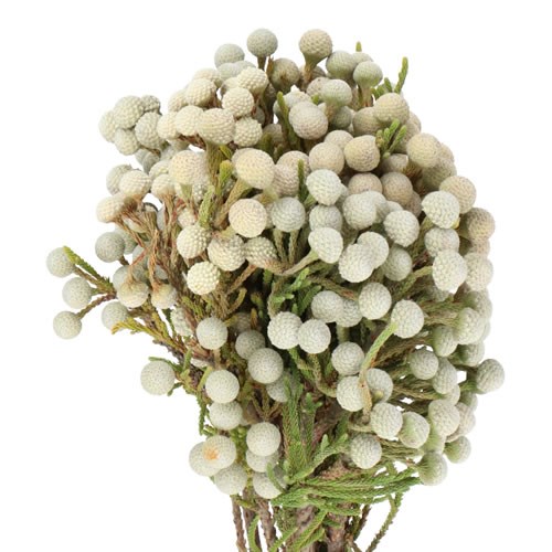BRUNIA SILVER SPRAY 50cm | Wholesale Dutch Flowers & Florist Supplies UK