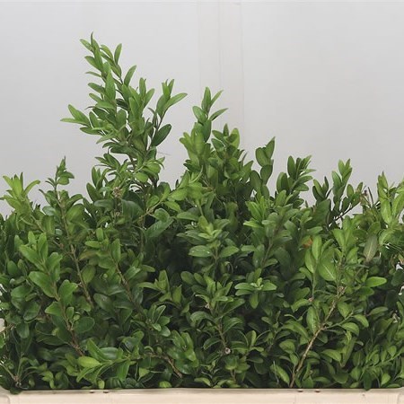 BUXUS SEMPERVIRENS 40cm | Wholesale Dutch Flowers & Florist Supplies UK