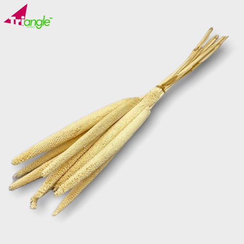 Babala Dried & Bleached (10 stem bunch) 65cm | Wholesale Dried Flowers ...