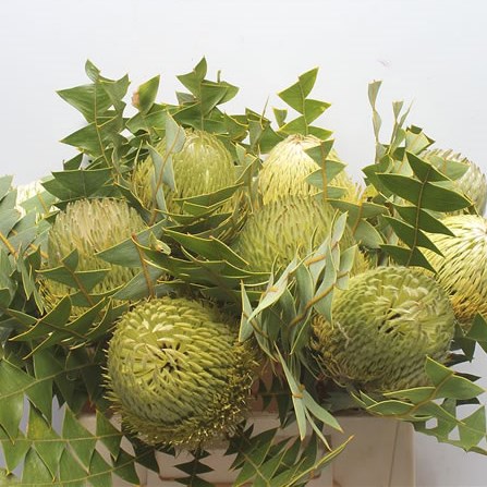 Banksia Baxteri 40cm | Wholesale Dutch Flowers & Florist Supplies UK