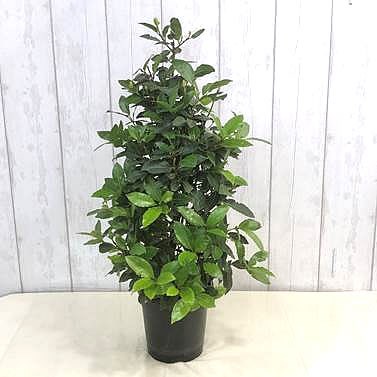 Bay Laurel Pyramid Tree 80cm | Online Garden Centre for Plants