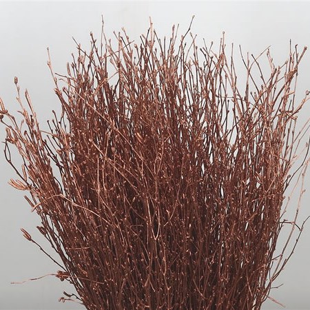 Birch Dyed Copper 60cm | Wholesale Dutch Flowers & Florist Supplies UK