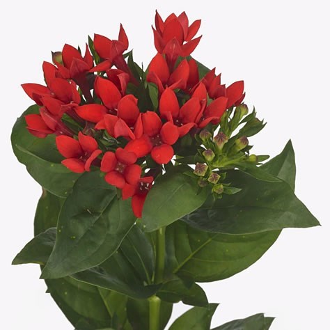 Bouvardia Red Passion 40cm | Wholesale Dutch Flowers & Florist Supplies UK