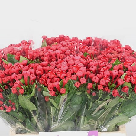 Bouvardia Royal Red 40cm | Wholesale Dutch Flowers & Florist Supplies UK