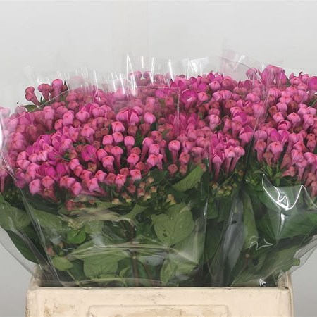 Bouvardia Sgl. Royal Violet 40cm | Wholesale Dutch Flowers & Florist ...
