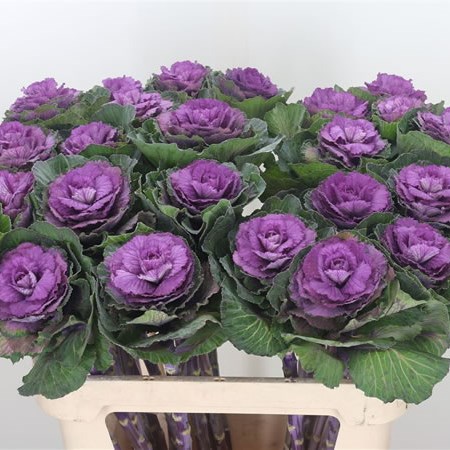 Brassica Red Crane 80cm | Wholesale Dutch Flowers & Florist Supplies UK