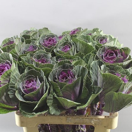 Brassica Ruby Crane 60cm | Wholesale Dutch Flowers & Florist Supplies UK