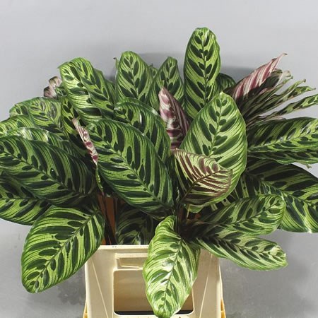 CALATHEA MAKAYONA 50cm | Wholesale Dutch Flowers & Florist Supplies UK