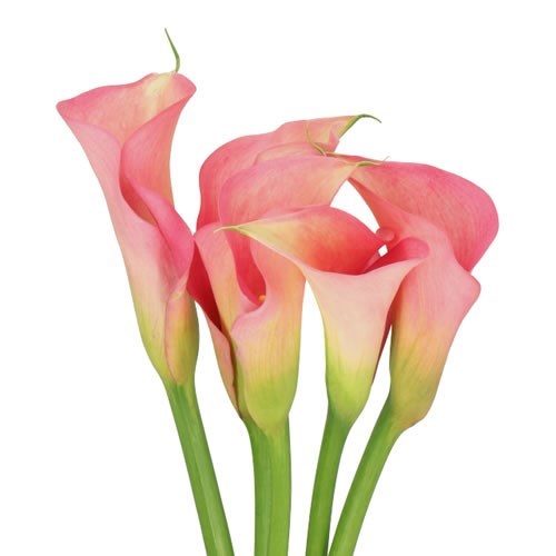 CALLA LILY AUCKLAND 55cm | Wholesale Dutch Flowers & Florist Supplies UK