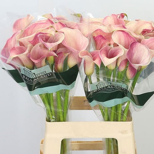CALLA LILY BLUSHING LADY 65cm | Wholesale Dutch Flowers & Florist ...
