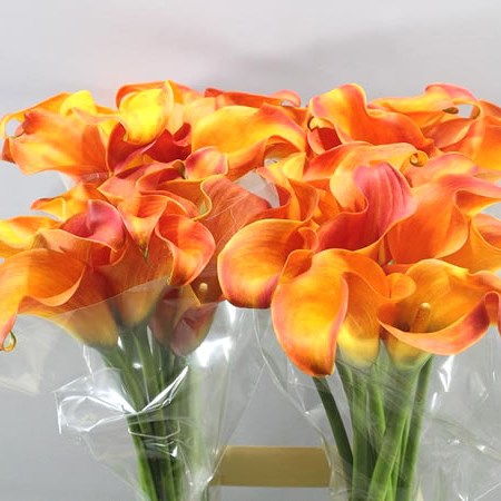 CALLA LILY CALLISTA 65cm | Wholesale Dutch Flowers & Florist Supplies UK