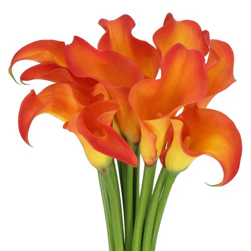 CALLA LILY CALLISTA 70cm | Wholesale Dutch Flowers & Florist Supplies UK