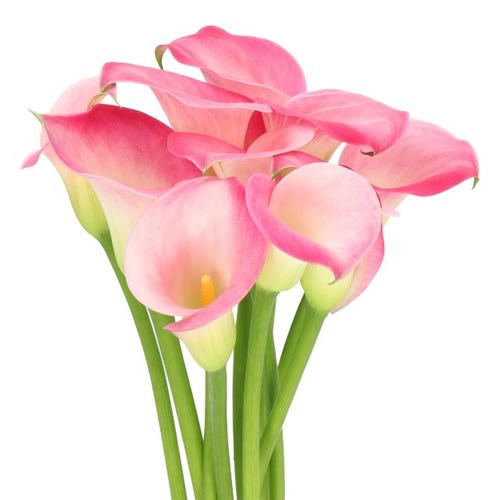 CALLA LILY CANDY DREAM 60cm | Wholesale Dutch Flowers & Florist Supplies UK