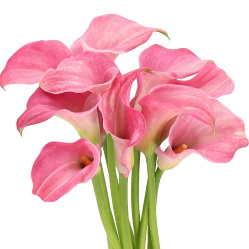 CALLA LILY CANDYFLOSS 55cm | Wholesale Dutch Flowers & Florist Supplies UK