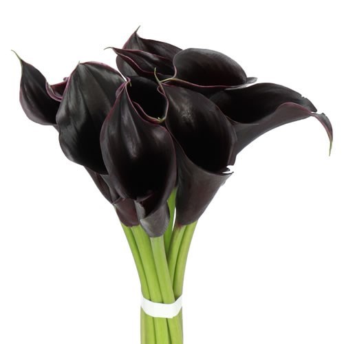 CALLA LILY CAPTAIN BERETTA 65cm | Wholesale Dutch Flowers & Florist ...