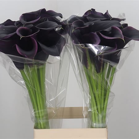 CALLA LILY CAPTAIN CARRERA 80cm | Wholesale Dutch Flowers & Florist ...
