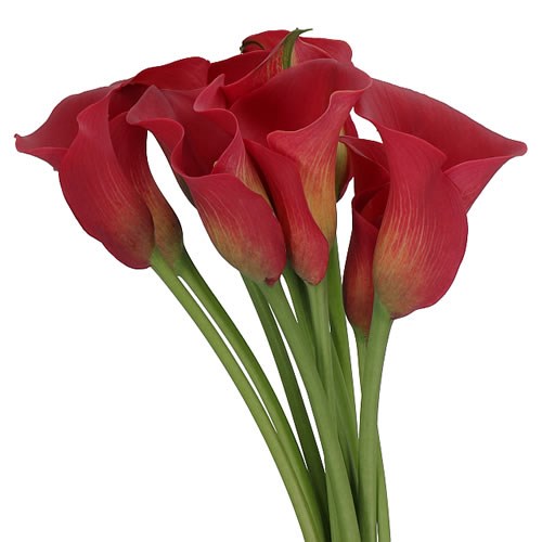 CALLA LILY CAPTAIN MORGAN 70cm | Wholesale Dutch Flowers & Florist ...