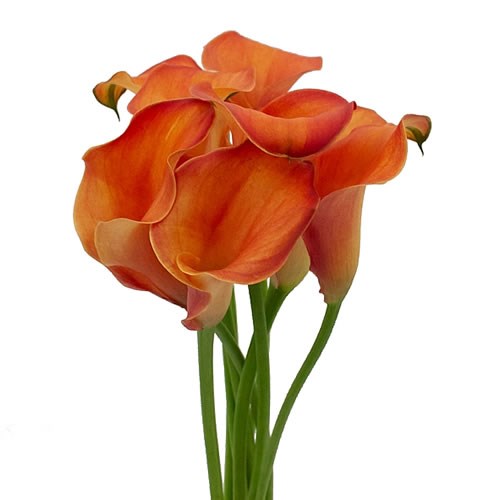 CALLA LILY CAPTAIN ODEON 65cm | Wholesale Dutch Flowers & Florist ...