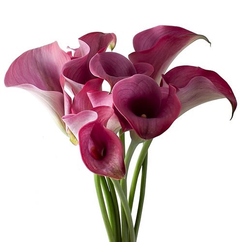 CALLA LILY CAPTAIN PROMISE 70cm | Wholesale Dutch Flowers & Florist ...