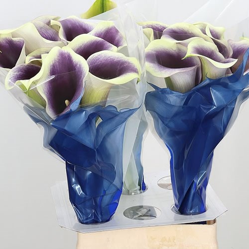 CALLA LILY CAPTAIN RANOMI 60cm | Wholesale Dutch Flowers & Florist ...