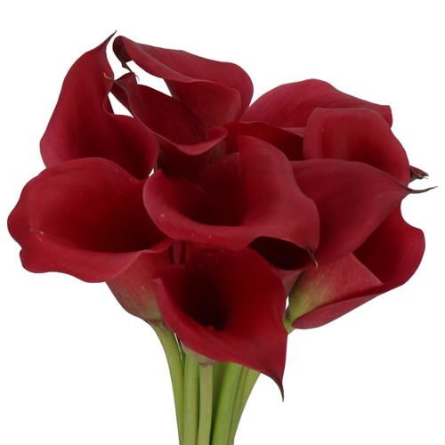 CALLA LILY CAPTAIN REDWOOD 60cm | Wholesale Dutch Flowers & Florist ...