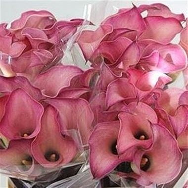 CALLA LILY CAPTAIN ROMANCE 55cm | Wholesale Dutch Flowers & Florist ...