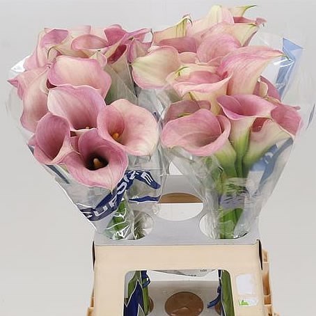 CALLA LILY CAPTAIN ROSETTE 55cm | Wholesale Dutch Flowers & Florist ...