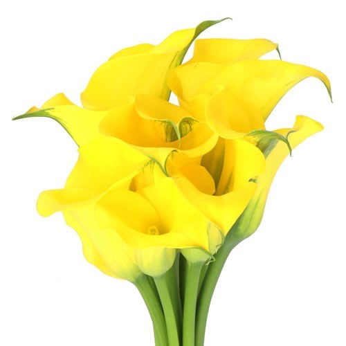 CALLA LILY CAPTAIN SOLO 50cm | Wholesale Dutch Flowers & Florist ...