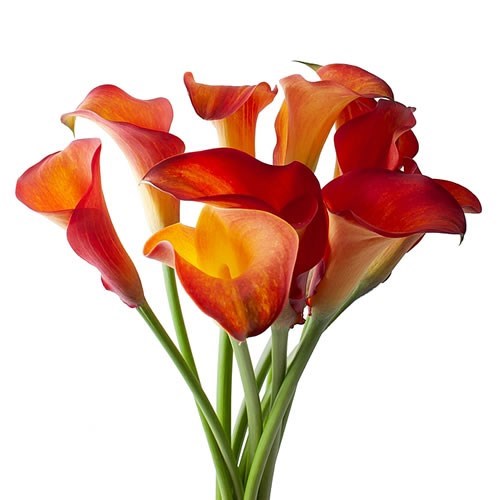 CALLA LILY CAPTAIN TRINITY 60cm | Wholesale Dutch Flowers & Florist ...