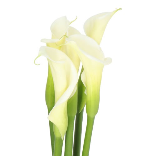 CALLA LILY COLOMBE DE LA PAIX 90cm | Wholesale Dutch Flowers & Florist ...