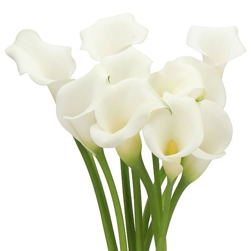 CALLA LILY CRYSTAL CLEAR 55cm | Wholesale Dutch Flowers & Florist ...