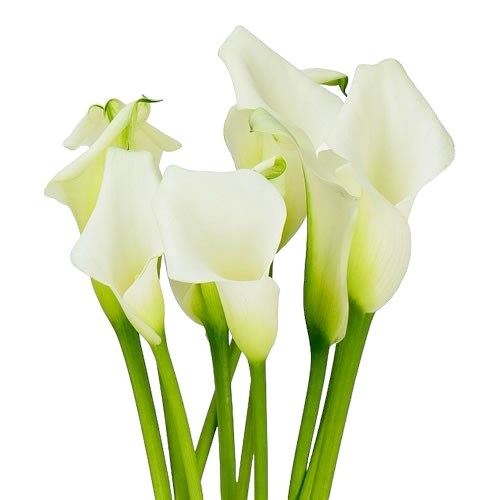 CALLA LILY CRYSTAL WHITE 70cm | Wholesale Dutch Flowers & Florist ...