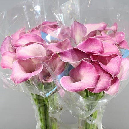 CALLA LILY DENVER 55cm | Wholesale Dutch Flowers & Florist Supplies UK