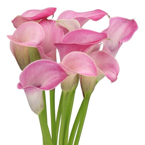 CALLA LILY DENVER 55cm | Wholesale Dutch Flowers & Florist Supplies UK