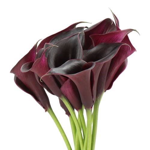 CALLA LILY ESCAPE 80cm | Wholesale Dutch Flowers & Florist Supplies UK