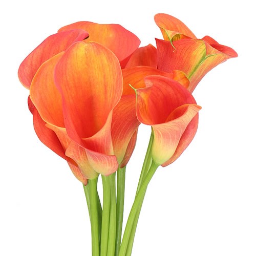 CALLA LILY ORANGE PRIDE 55cm | Wholesale Dutch Flowers & Florist ...