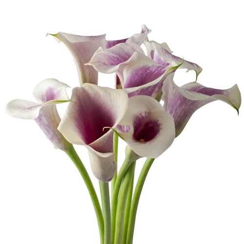 CALLA LILY PICASSO 60cm | Wholesale Dutch Flowers & Florist Supplies UK