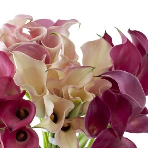 CALLA LILY PINK MIX 65cm | Wholesale Dutch Flowers & Florist Supplies UK