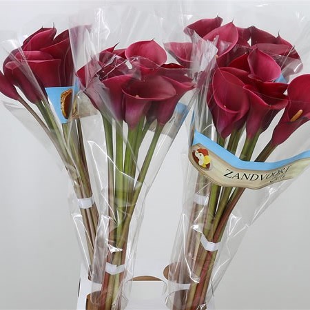 CALLA LILY RED SYMPHONY 55cm | Wholesale Dutch Flowers & Florist ...