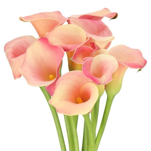 CALLA LILY ROYAL SALSA 65cm | Wholesale Dutch Flowers & Florist Supplies UK
