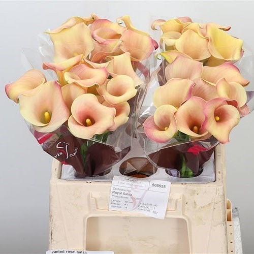 CALLA LILY ROYAL SALSA 65cm | Wholesale Dutch Flowers & Florist Supplies UK