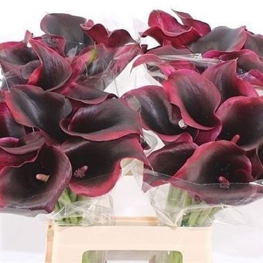 CALLA LILY RUDOLPH 50cm | Wholesale Dutch Flowers & Florist Supplies UK