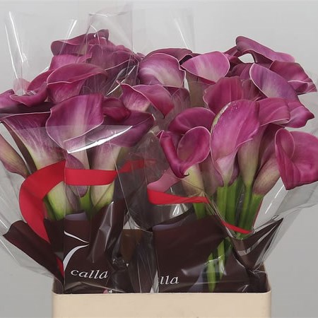 CALLA LILY SUMATRA 60cm | Wholesale Dutch Flowers & Florist Supplies UK