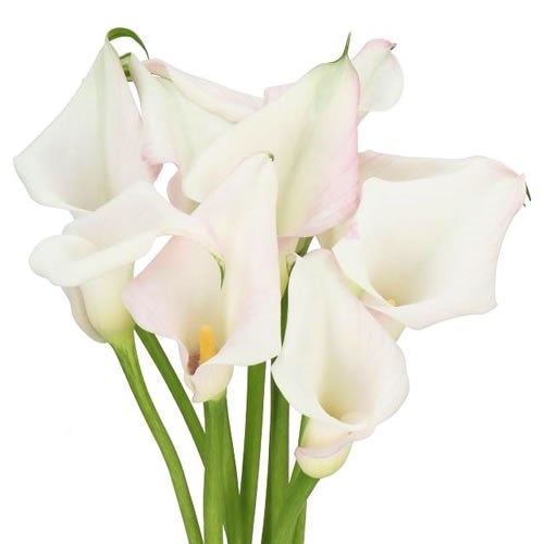 CALLA LILY SWEET ART 55cm | Wholesale Dutch Flowers & Florist Supplies UK